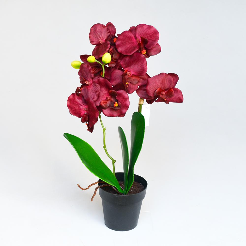 Orchidea 2. laty | Florasis