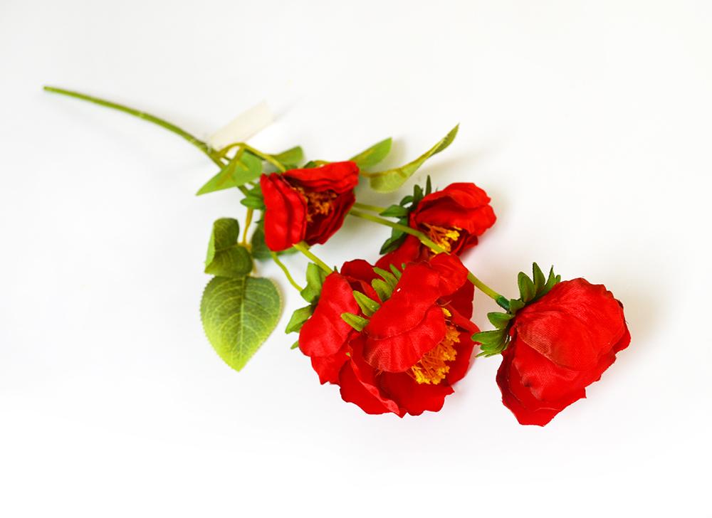 Mák divoký | Florasis